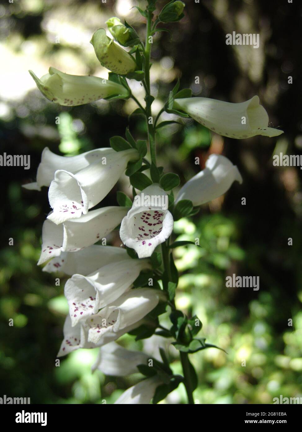 Foxglove backdrop hi-res stock photography and images - Alamy