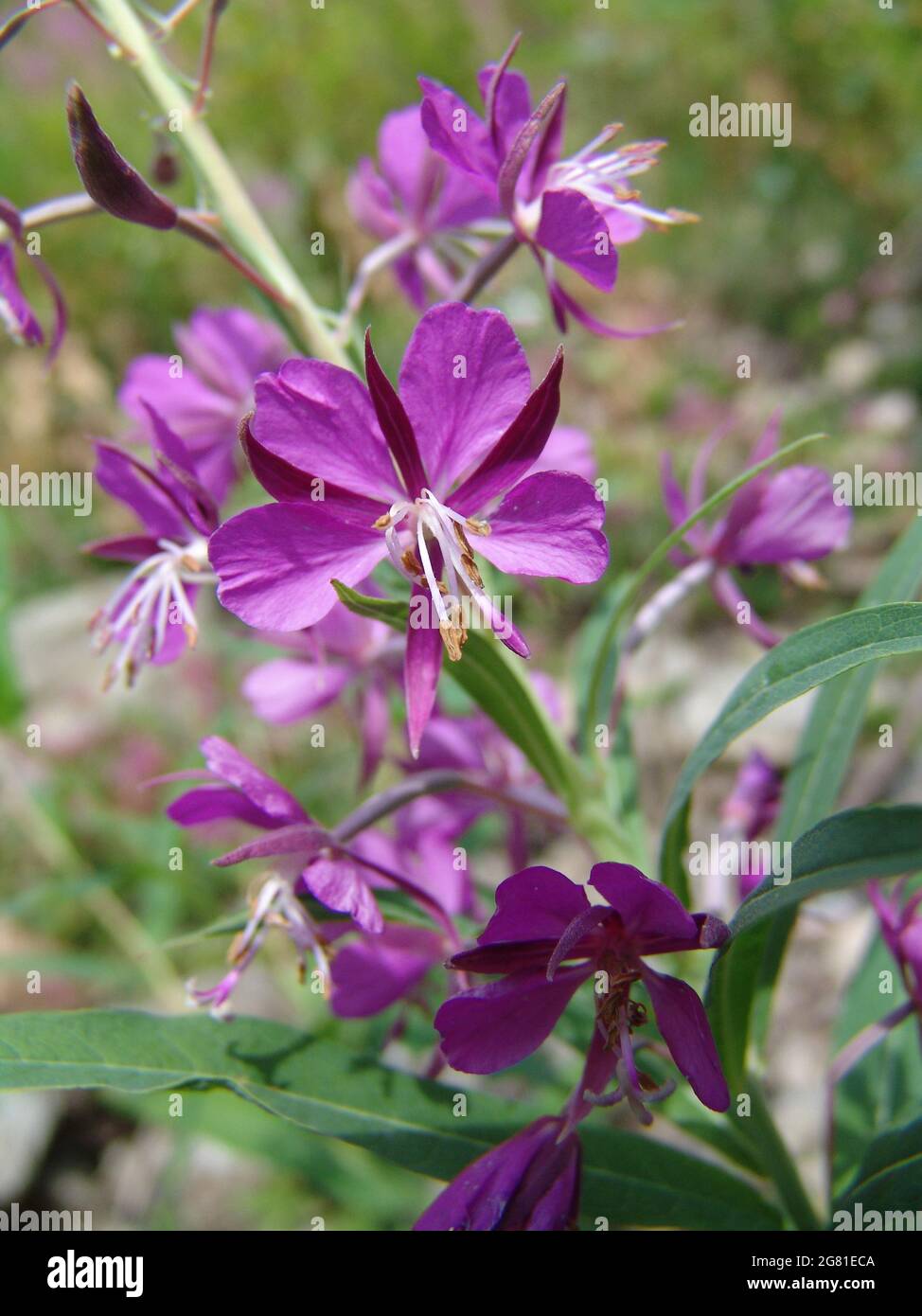 Fireweed wallpaper hi-res stock photography and images - Alamy