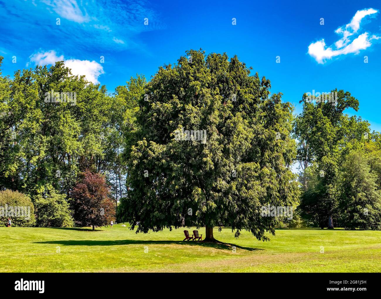 Deck chairs under a tree hi-res stock photography and images - Alamy