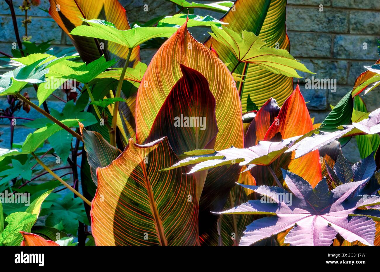 Exotic tropical plants form a garden border Stock Photo - Alamy