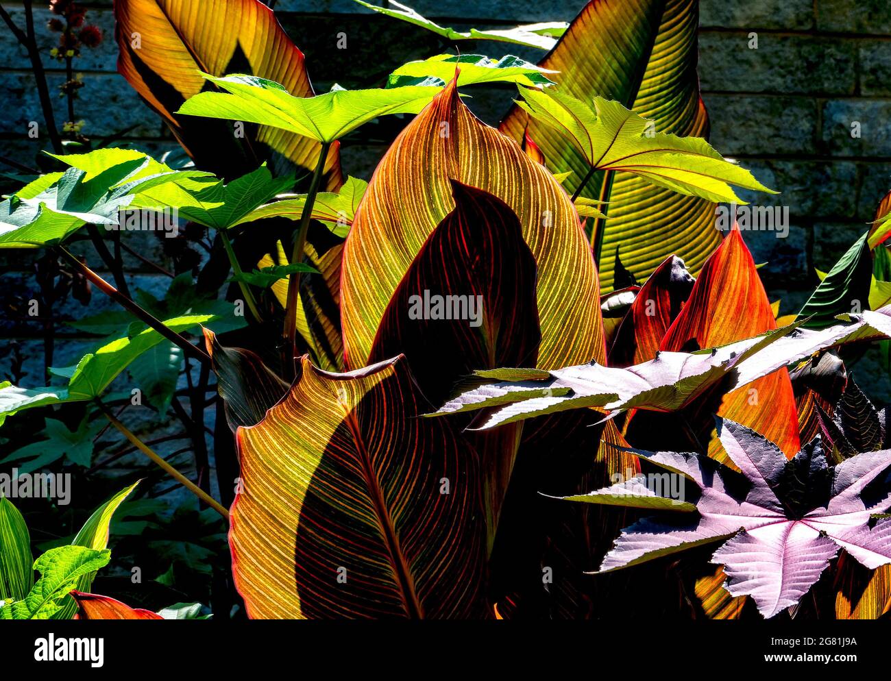 Exotic tropical plants form a garden border Stock Photo - Alamy