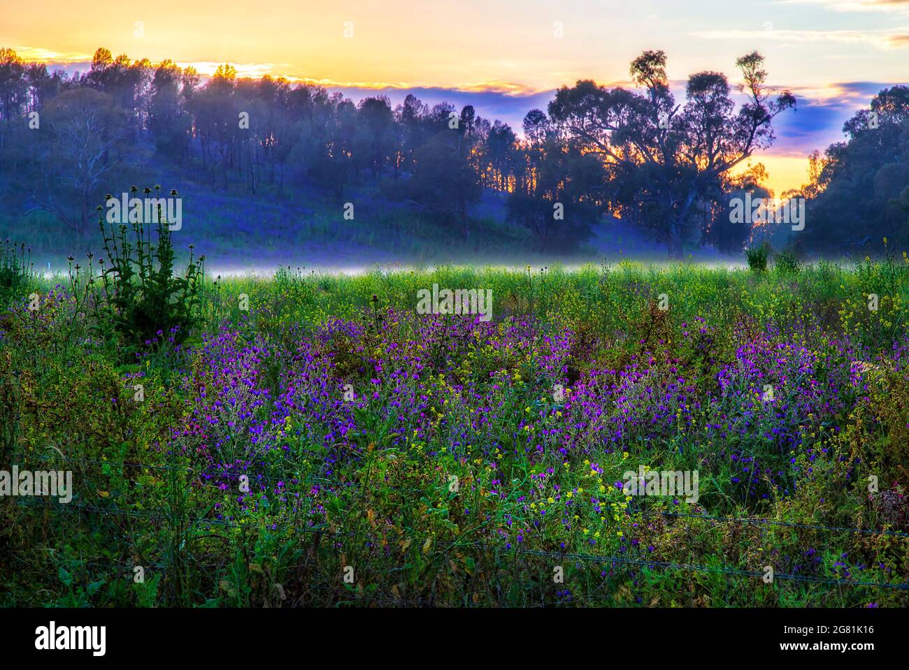 Mist thistle hi-res stock photography and images - Alamy