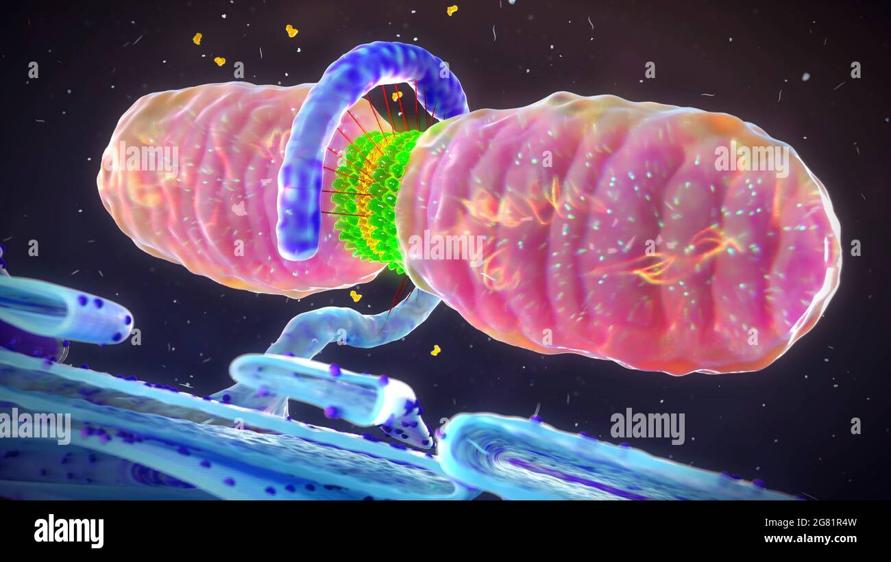 Mitochondrial reticulum hi-res stock photography and images - Alamy