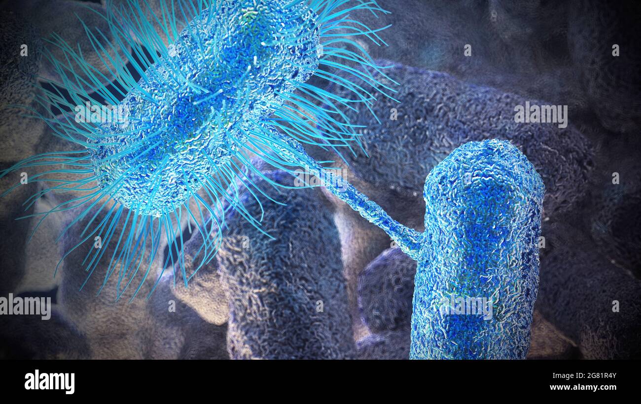 Bacterial Conjugation Animation