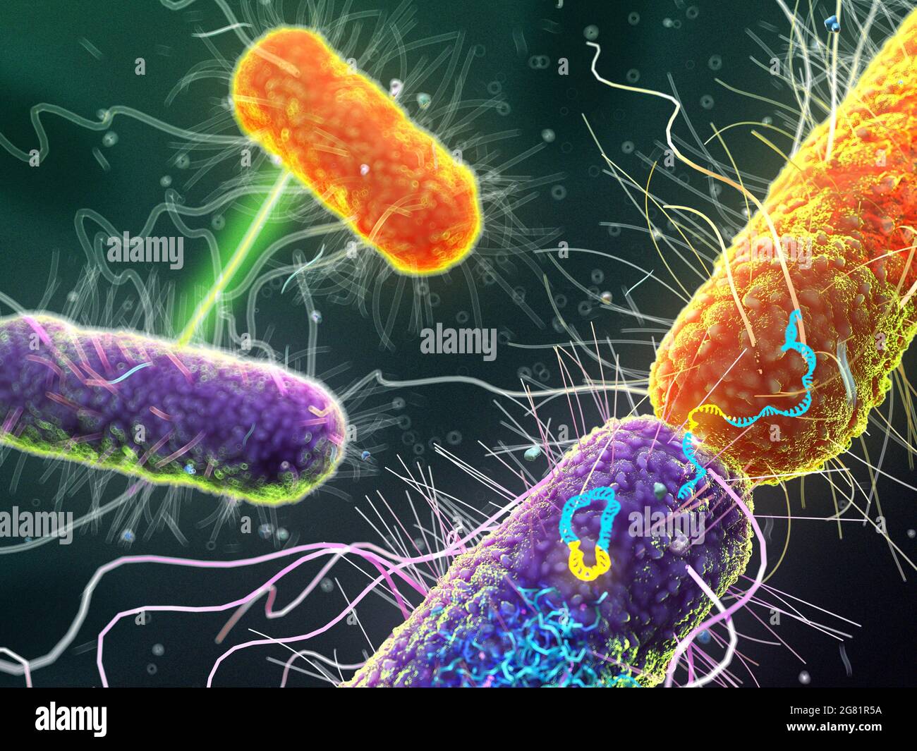 Bacterial conjugation, illustration Stock Photo - Alamy