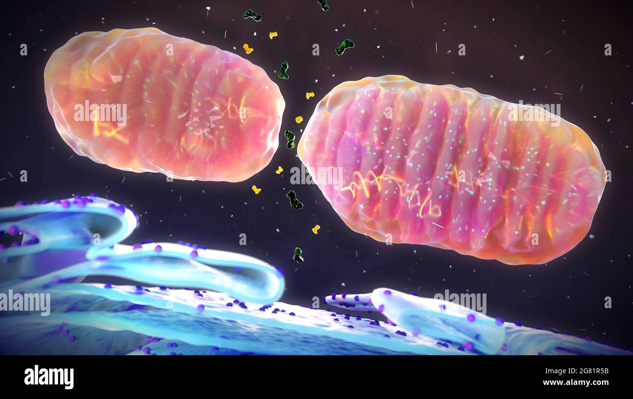 Mitochondria and endoplasmic reticulum hi-res stock photography and ...