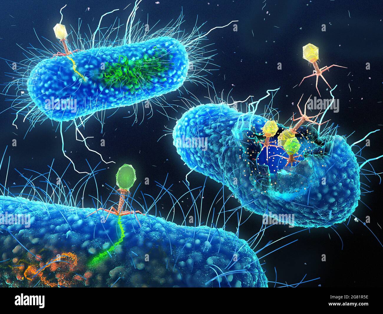 Bacterial transduction, illustration Stock Photo - Alamy