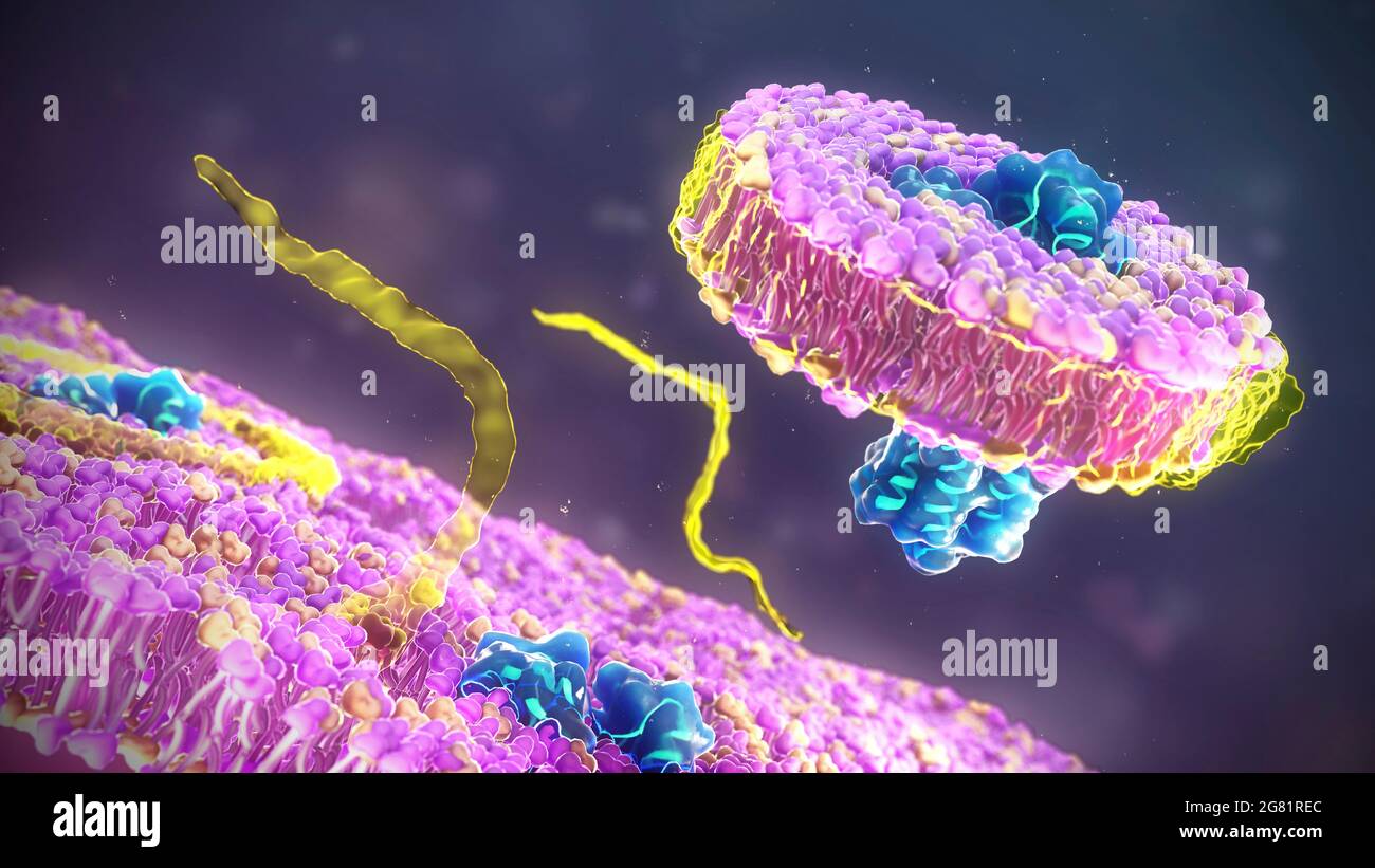 Styrene maleic acid lipid particle, illustration Stock Photo - Alamy