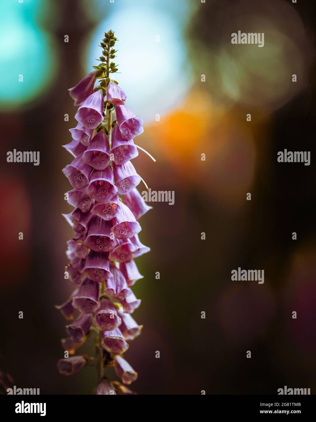 Vertical shot of blooming Foxglove bell-shaped flowers with many purple ...