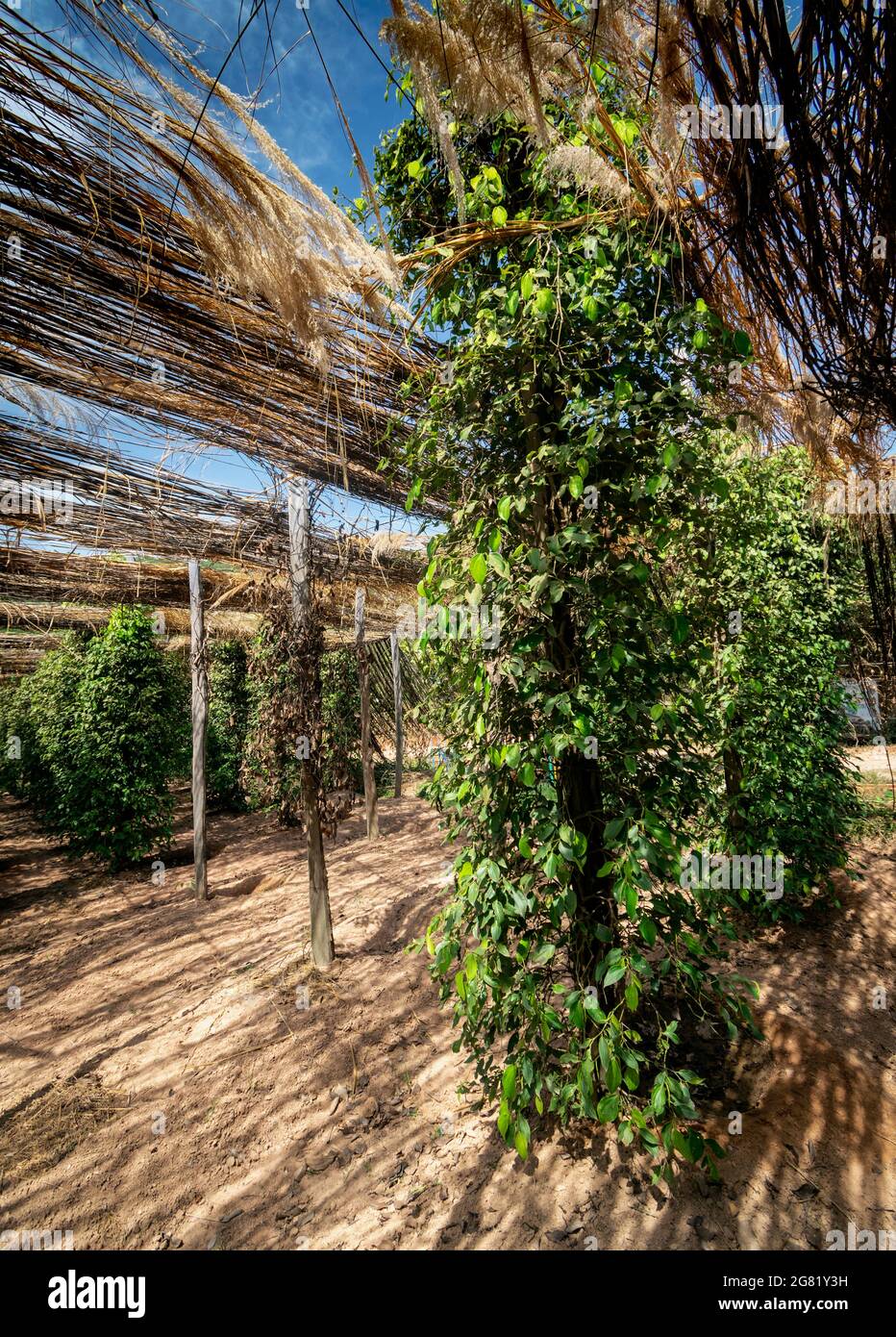 peppercorn trees growing in organic natural pepper farm kampot cambodia ...