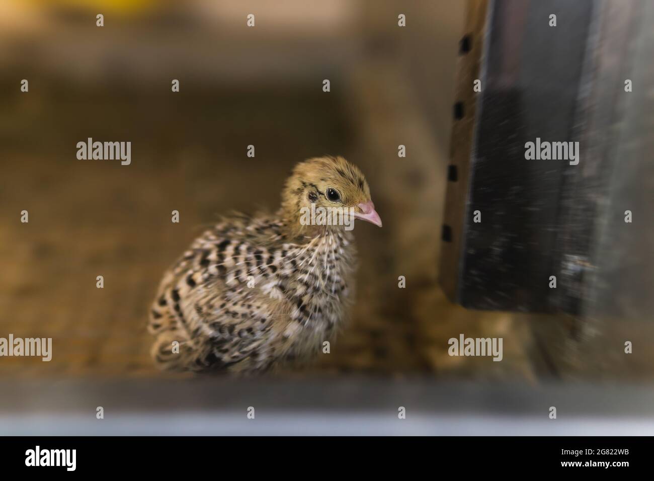 Japanese quail coturnix coturnix japonica hi-res stock photography and ...