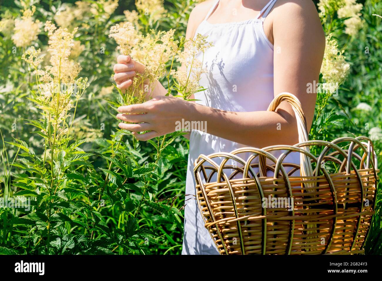 Female inflorescences hi-res stock photography and images - Alamy