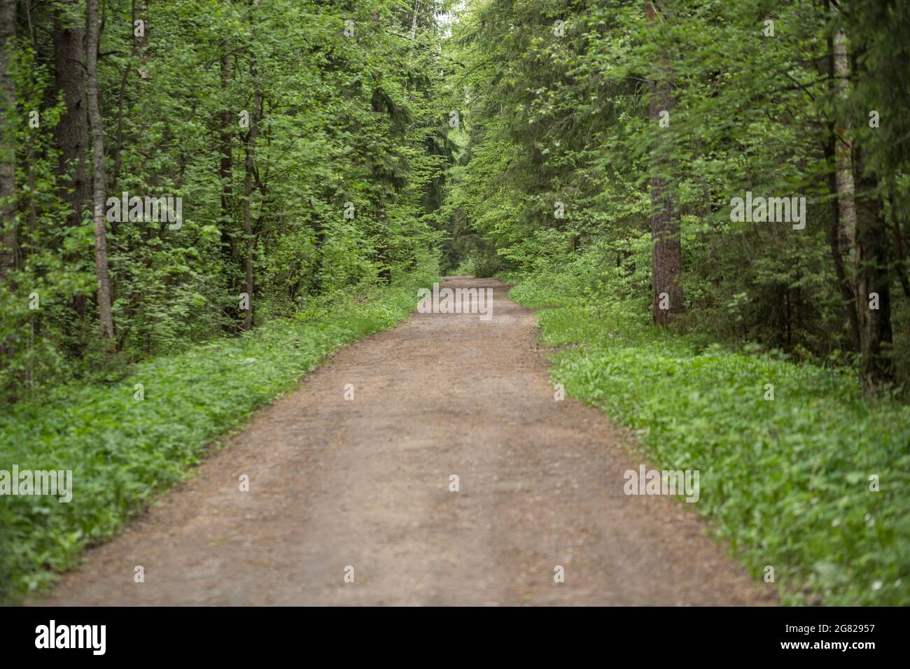 Forest road. Beautiful landscape with a path in a green forest. Wood ...