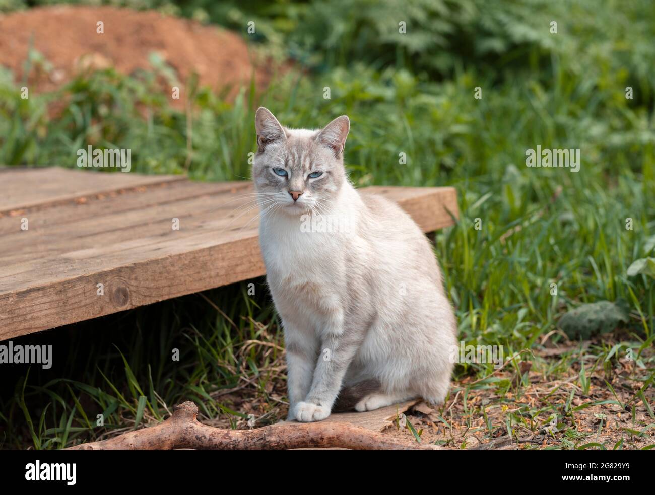 Light Grey And White Cat
