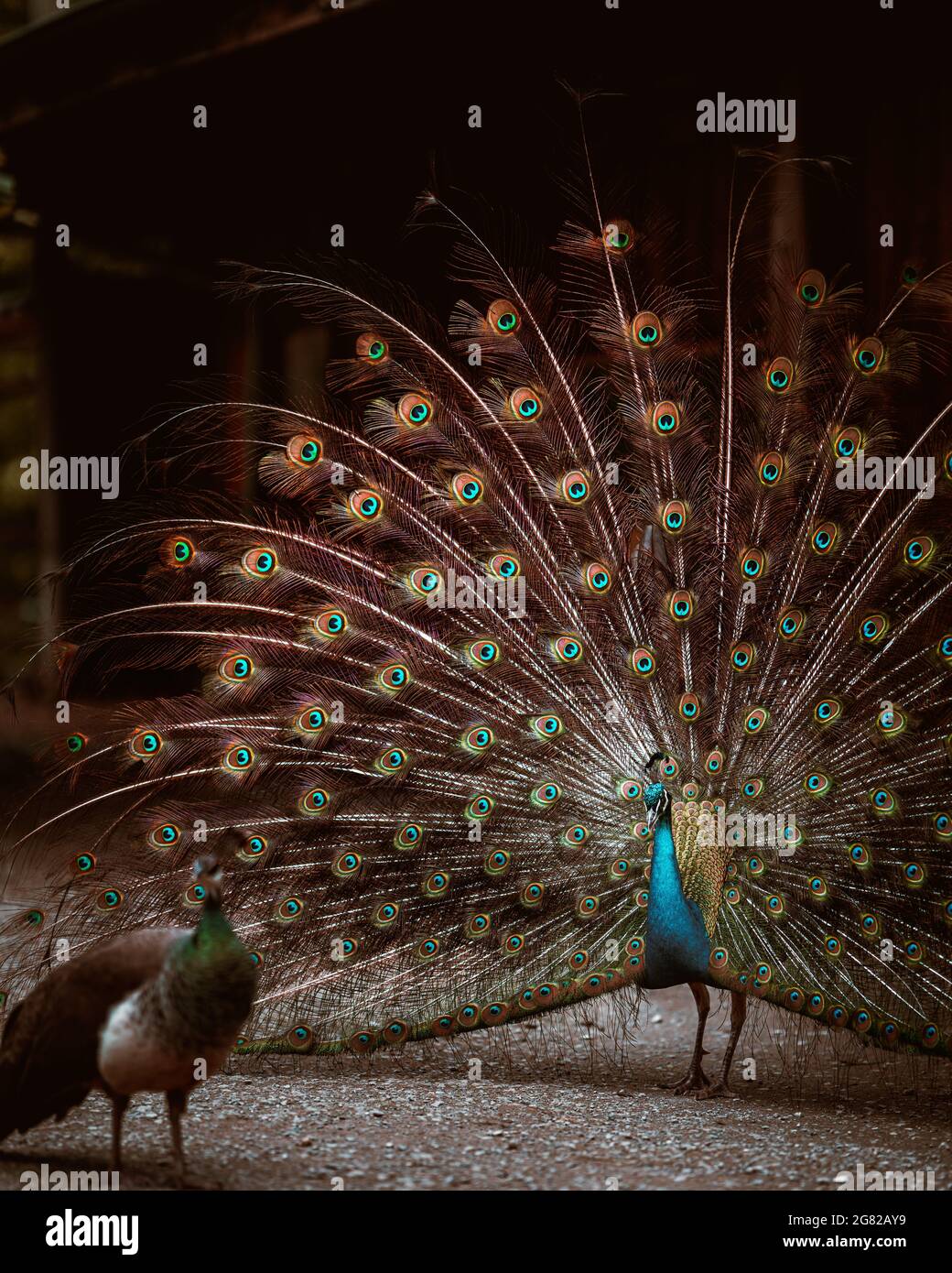 Vertical shot of beautiful Peacocks in the zoo Stock Photo - Alamy