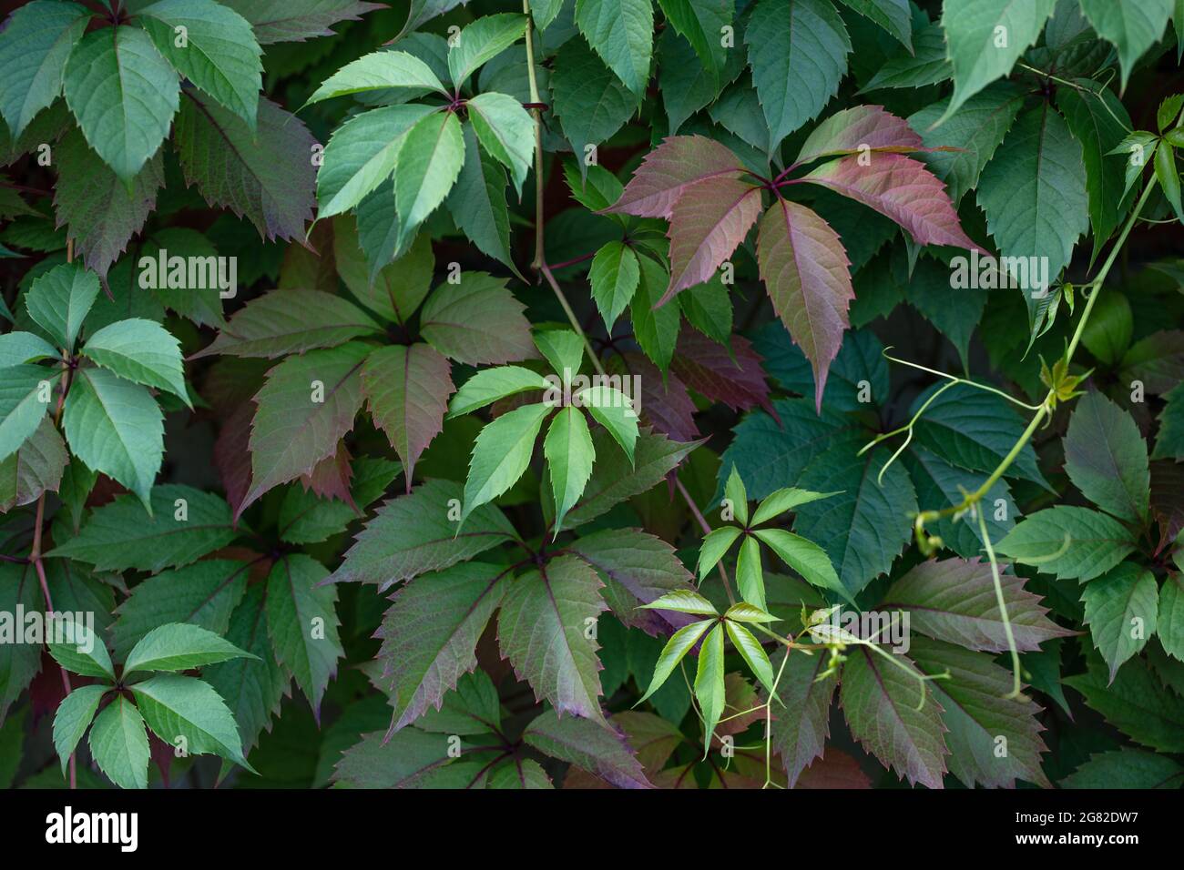 Green leaves texture and background. Parthenocissus or boston ivy ...