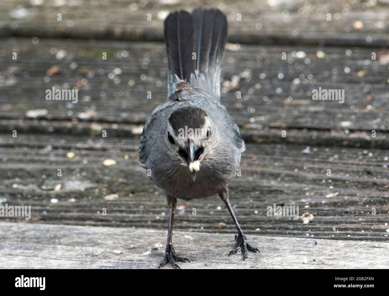 Gray Catbird finds a snack on the deck Stock Photo - Alamy
