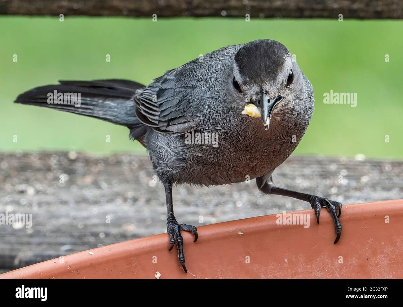 Gray Catbird finds a snack on the deck Stock Photo - Alamy
