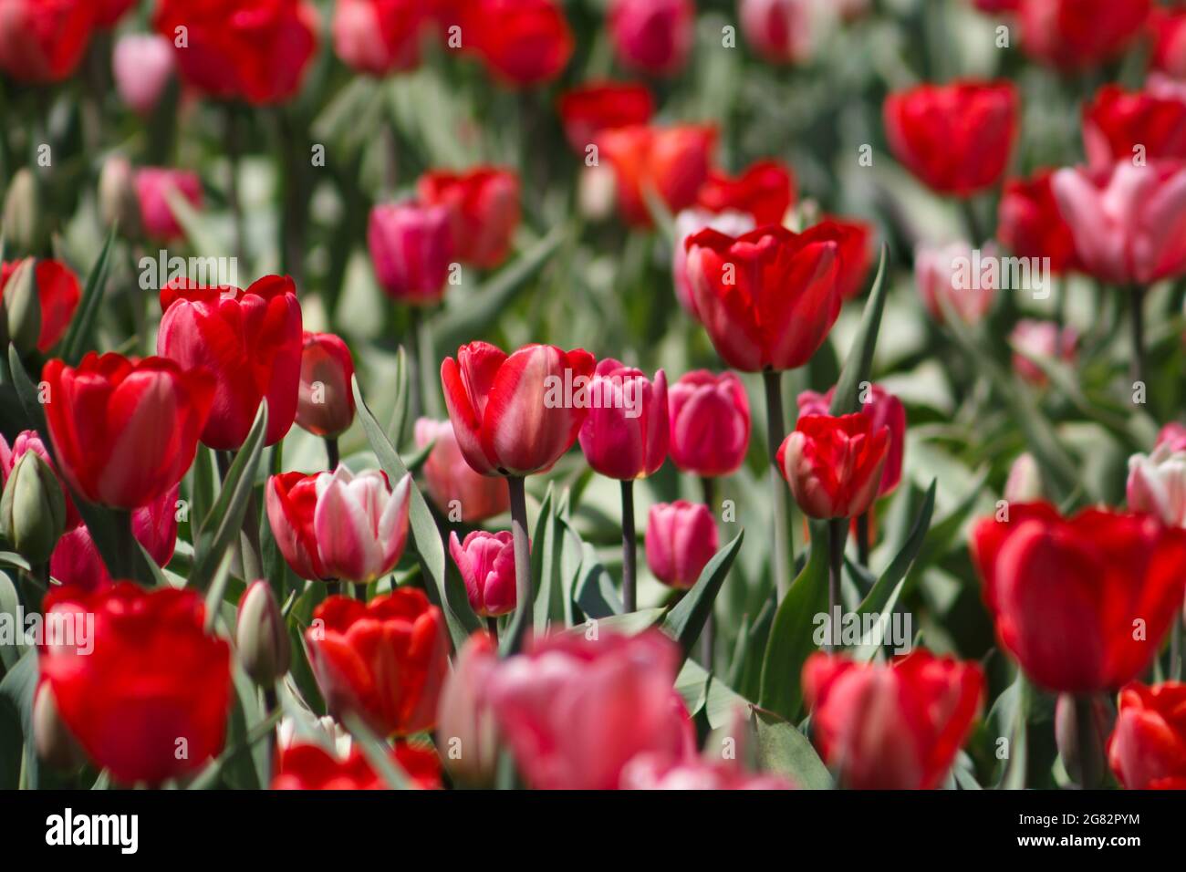 The best flowers hi-res stock photography and images - Alamy