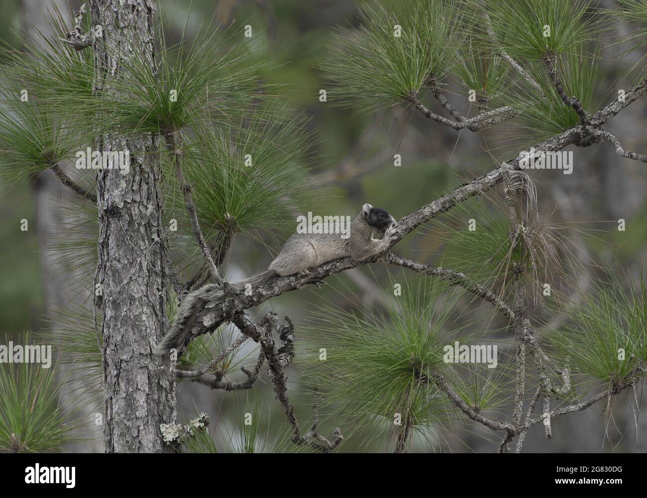 Silver grey tree hi-res stock photography and images - Alamy