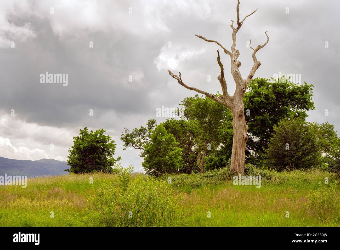 Beautiful dead tree hi-res stock photography and images - Alamy