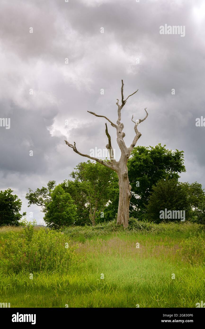 Beautiful dead tree among other trees on a hill in summer on a cloudy ...