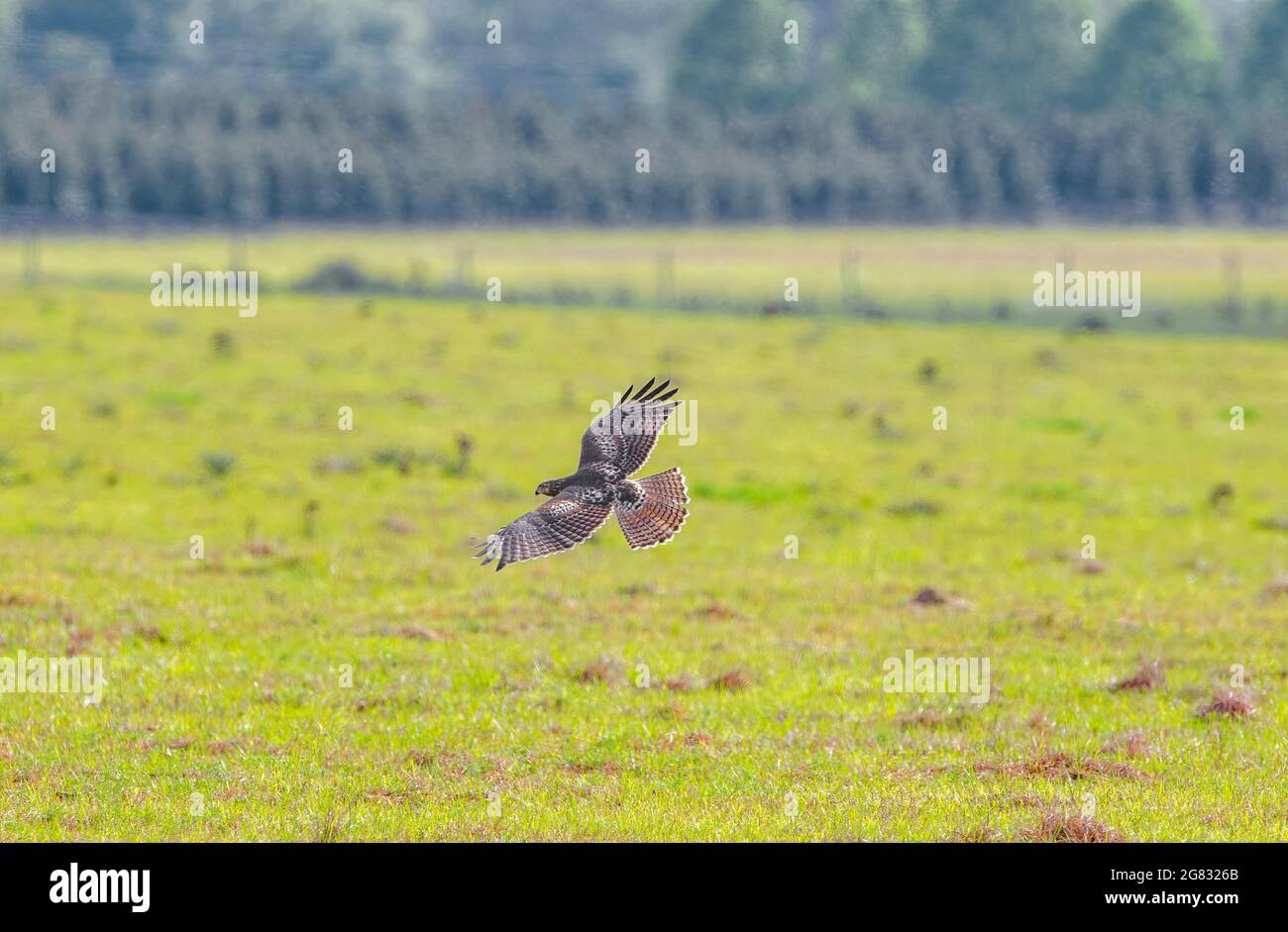 Red tailed falcon landing hi-res stock photography and images - Alamy