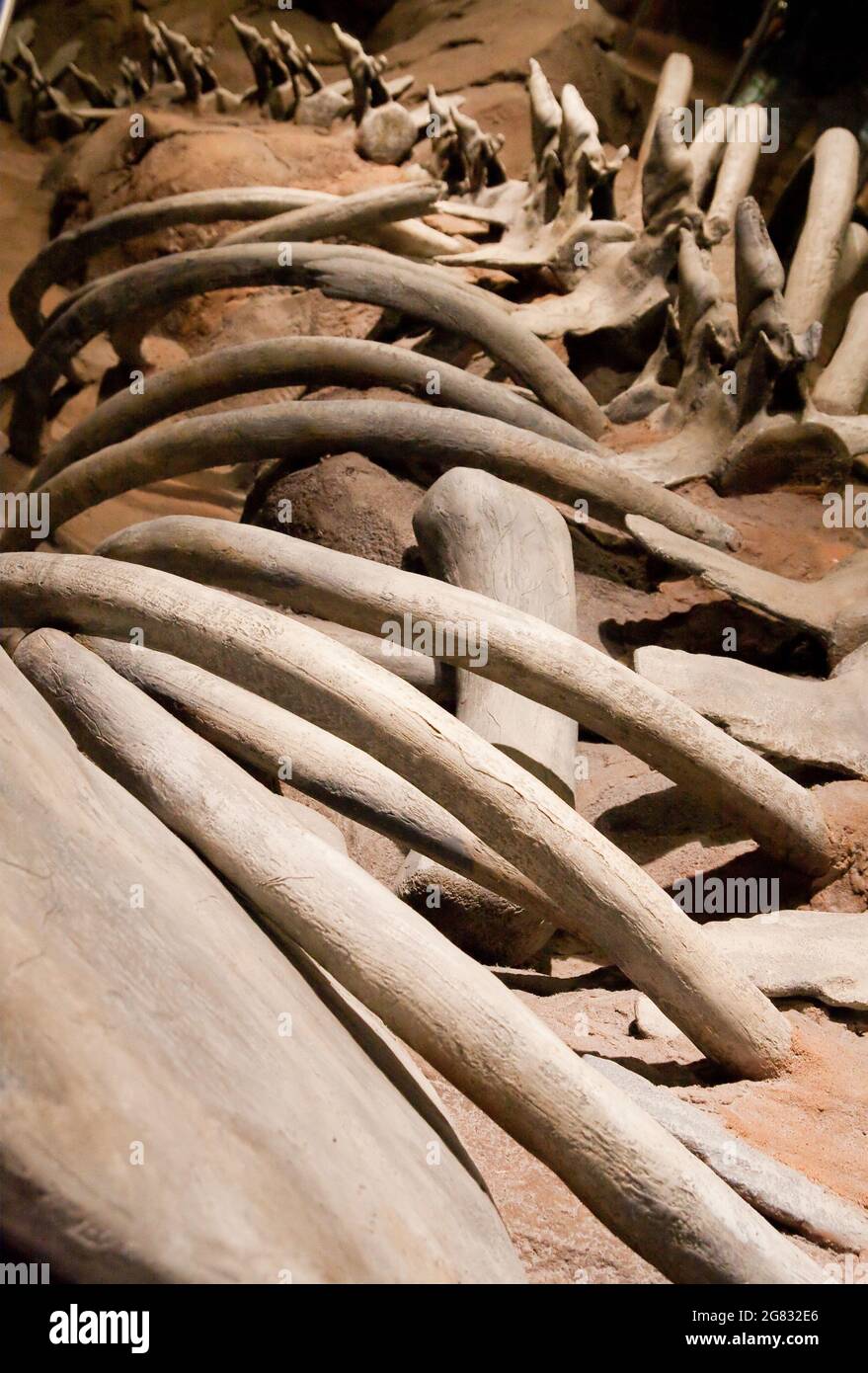 Skeleton of an ancient mammoth in a museum Stock Photo - Alamy