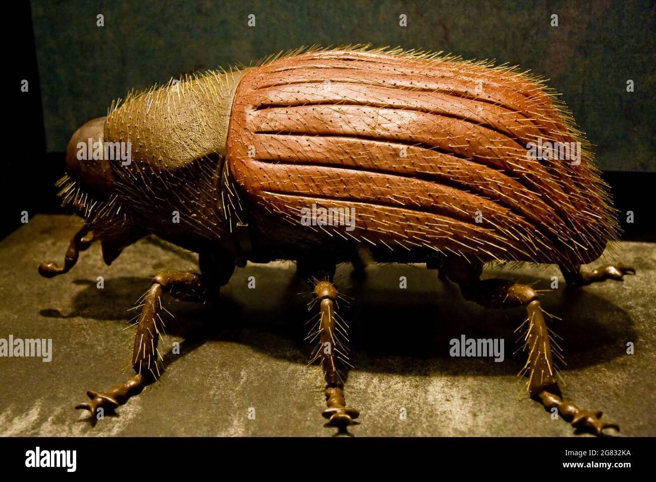A giant beetle in a natural history museum Stock Photo - Alamy