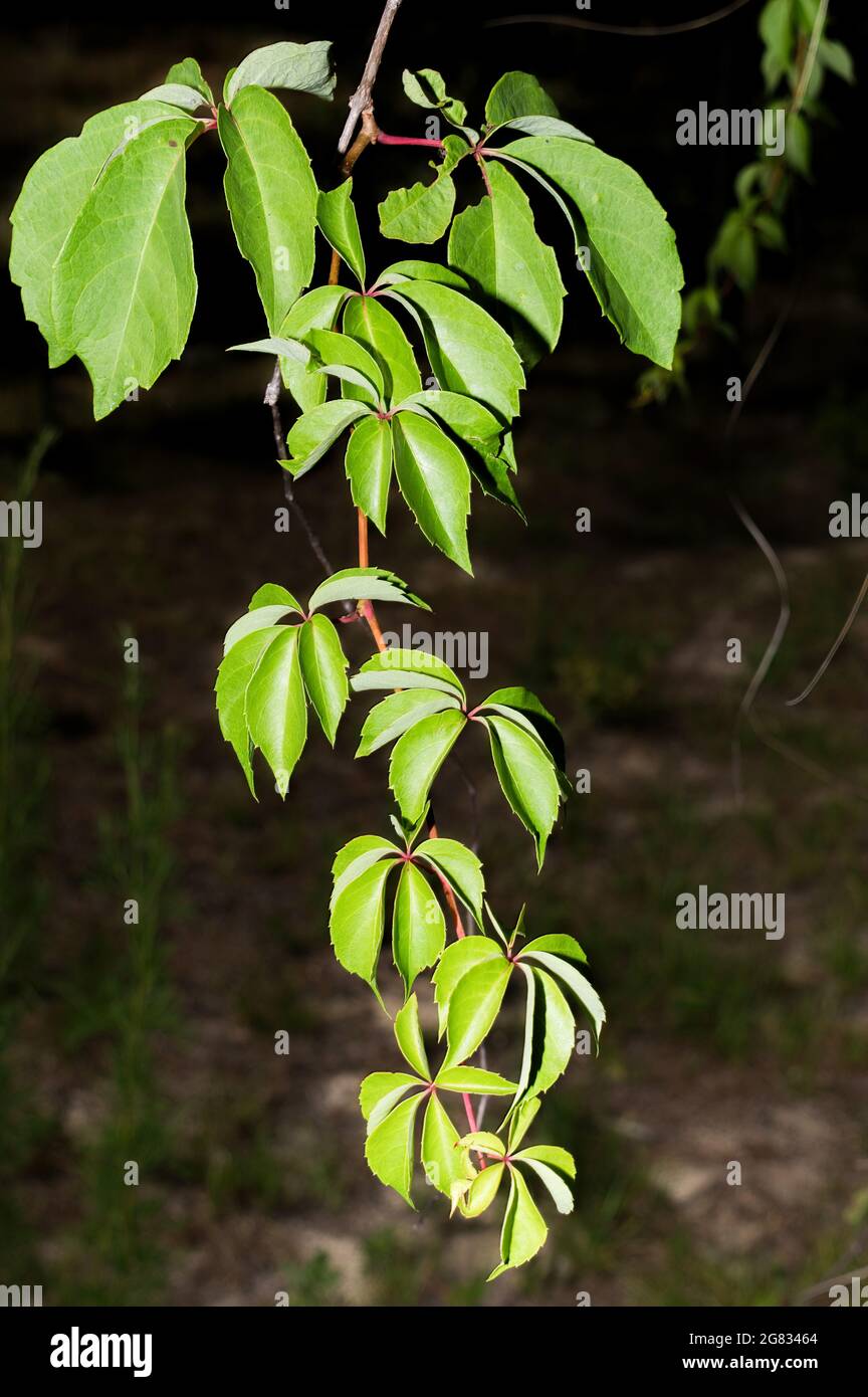 Virginia creeper garden hi-res stock photography and images - Alamy