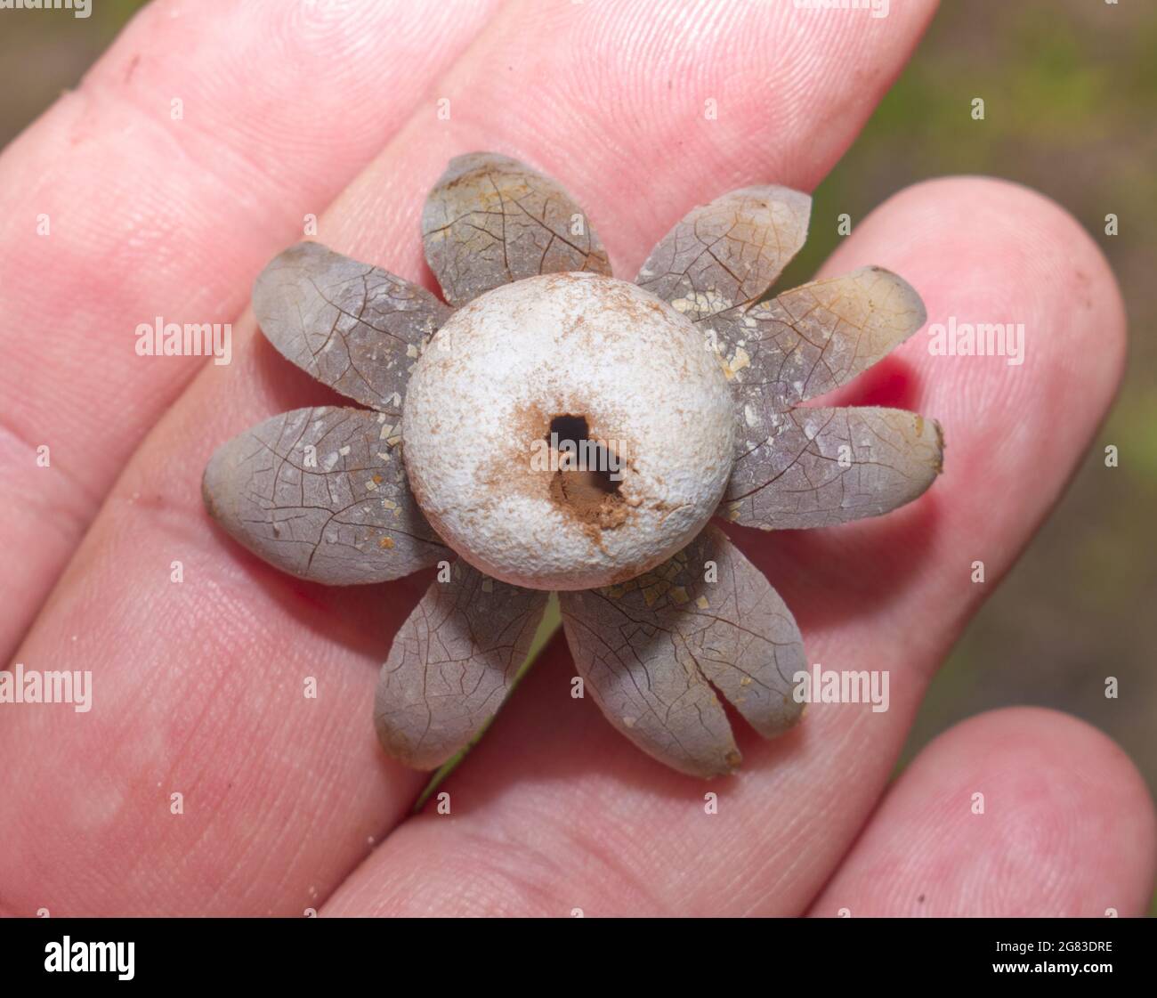 Star mushroom hi-res stock photography and images - Alamy