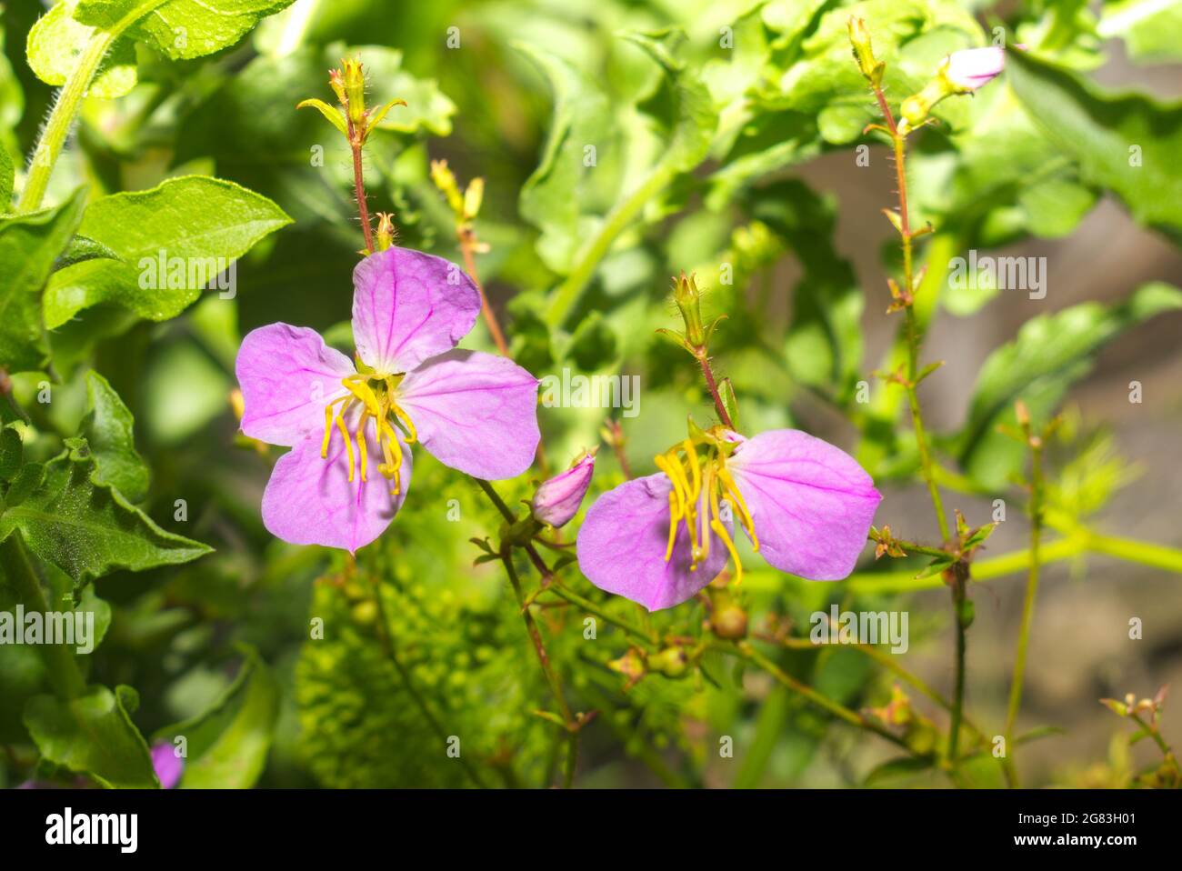 Rhexia mariana flower hi-res stock photography and images - Alamy