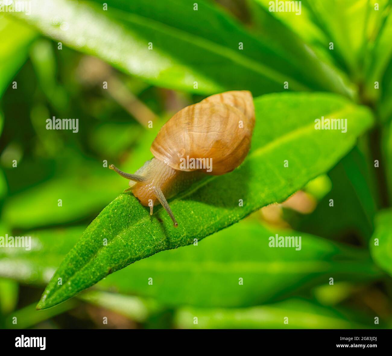 Terrestrial land hi-res stock photography and images - Alamy