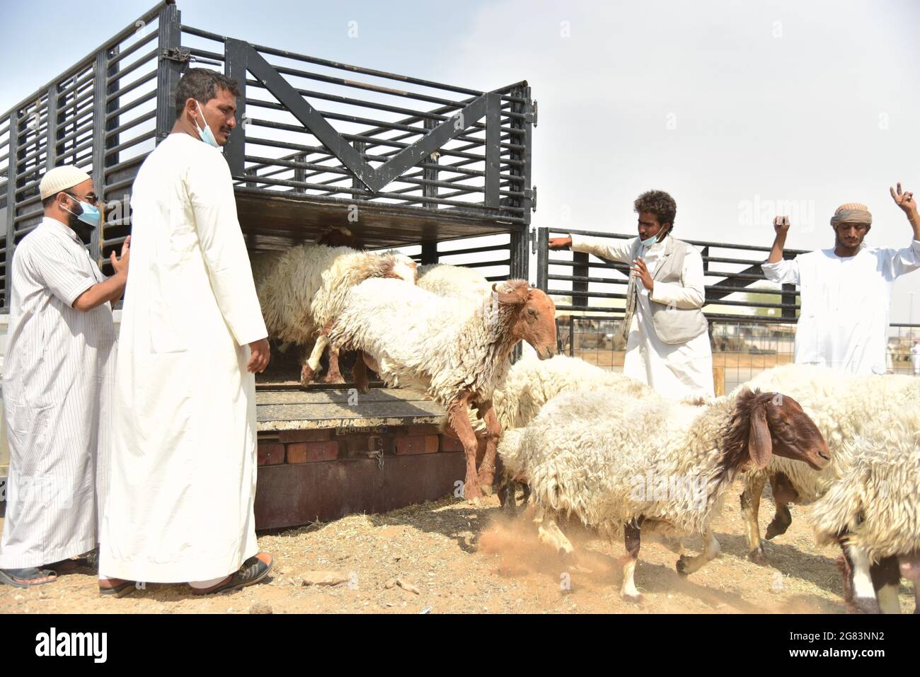 Riyadh, Saudi Arabia. 16th July, 2021. Vendors stock up on more sheep ...