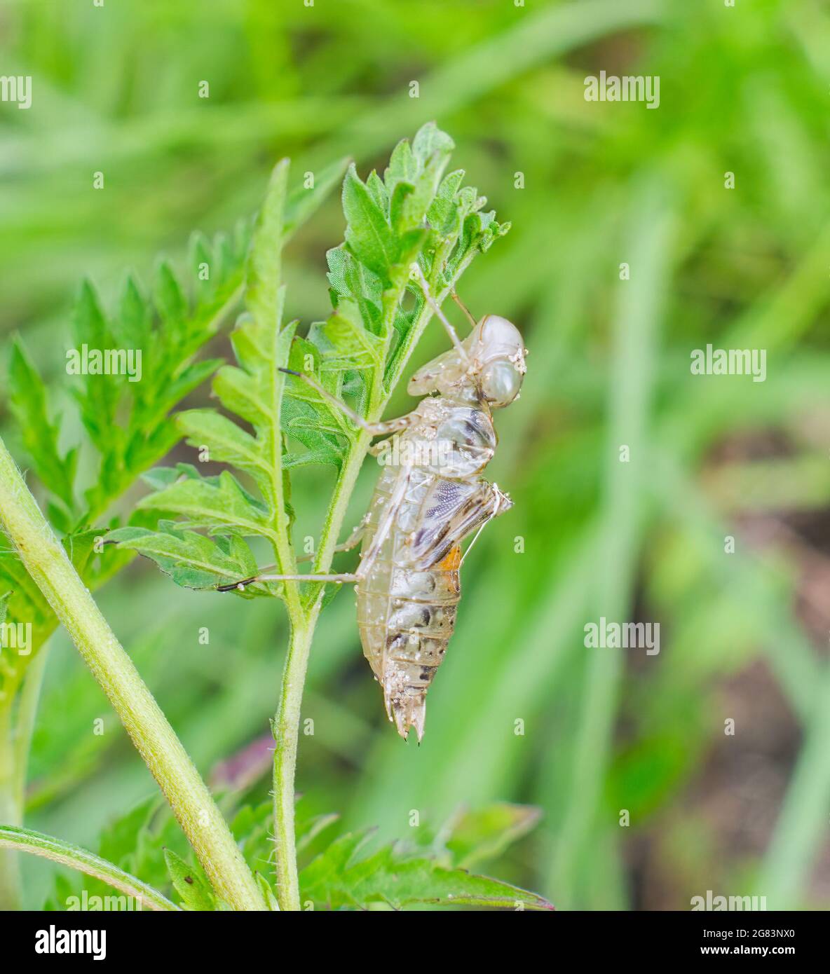 Empty nymph shell hi-res stock photography and images - Alamy