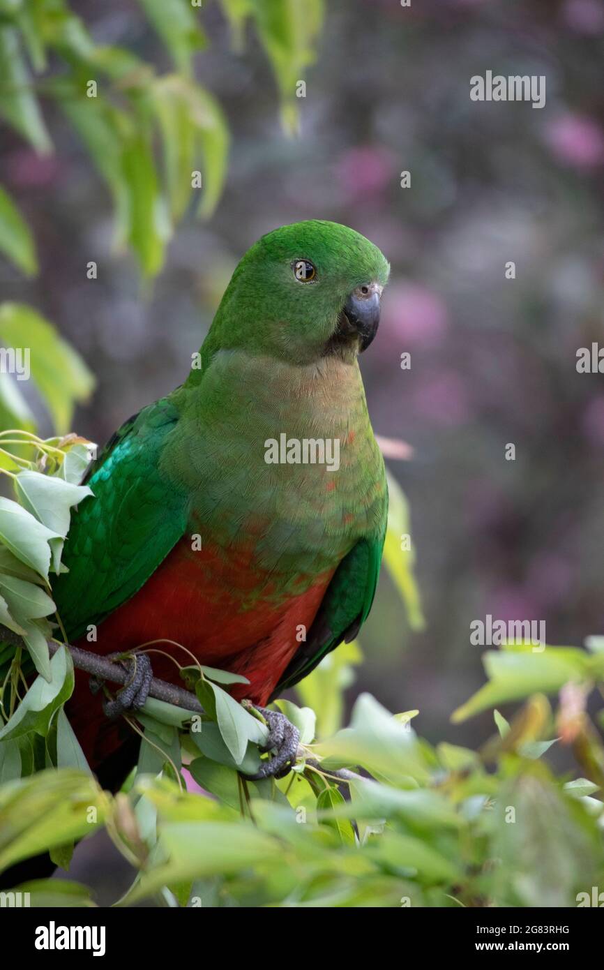 Female Australian King Parrot, photographed in the Blue Mountains NSW ...