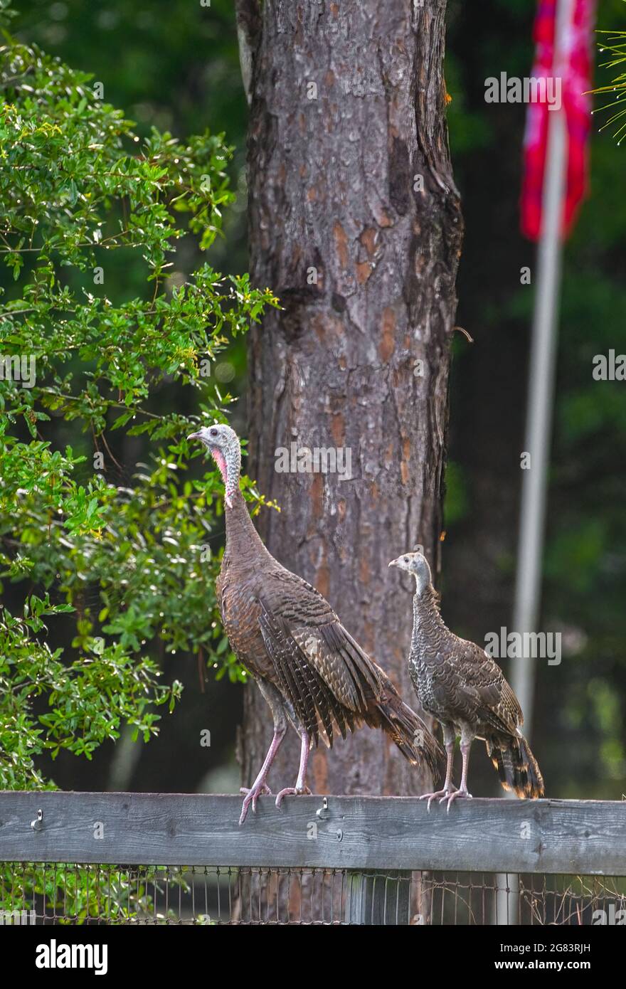 Baby wild turkey hi-res stock photography and images - Alamy