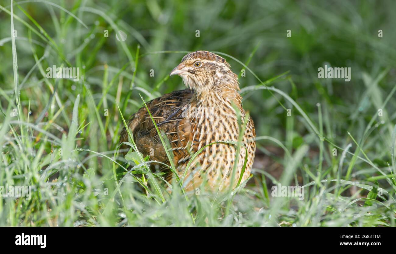 Birding in wild hi-res stock photography and images - Alamy
