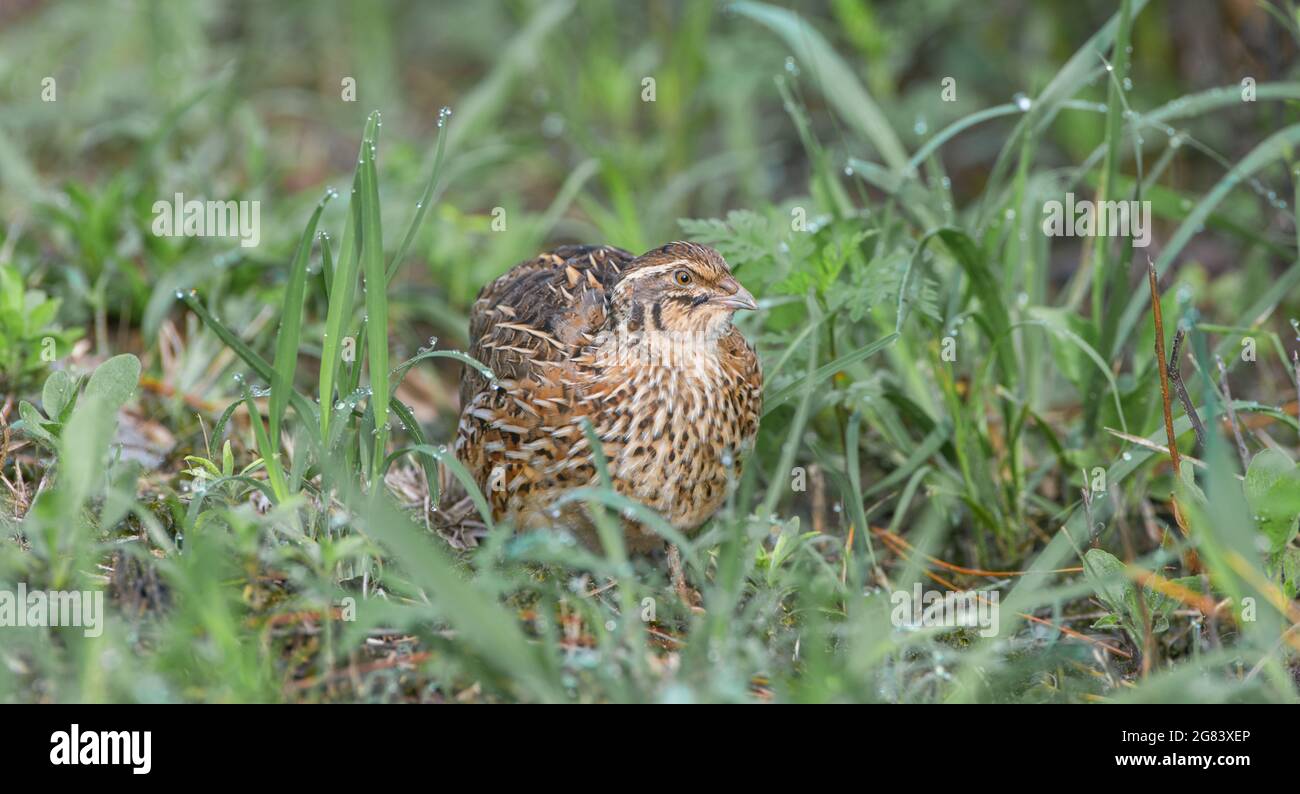 Non pet birds hi-res stock photography and images - Alamy