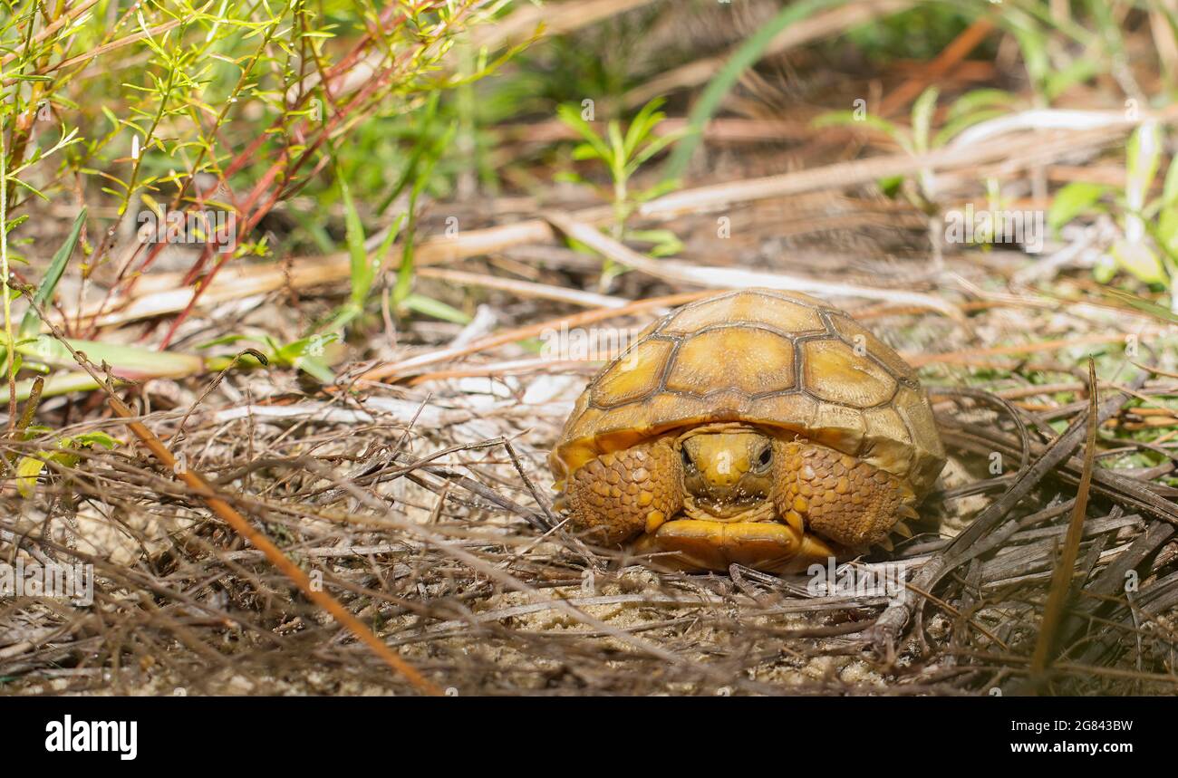 Gopher face hi-res stock photography and images - Alamy