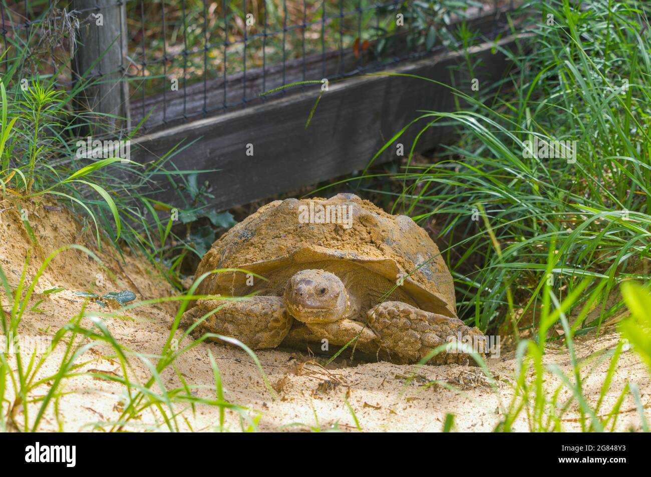African spurred tortoise hi-res stock photography and images - Alamy