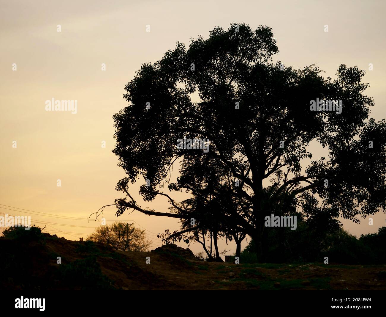 gorgeous Tree silhouette presenting at sky background, Nature concept ...