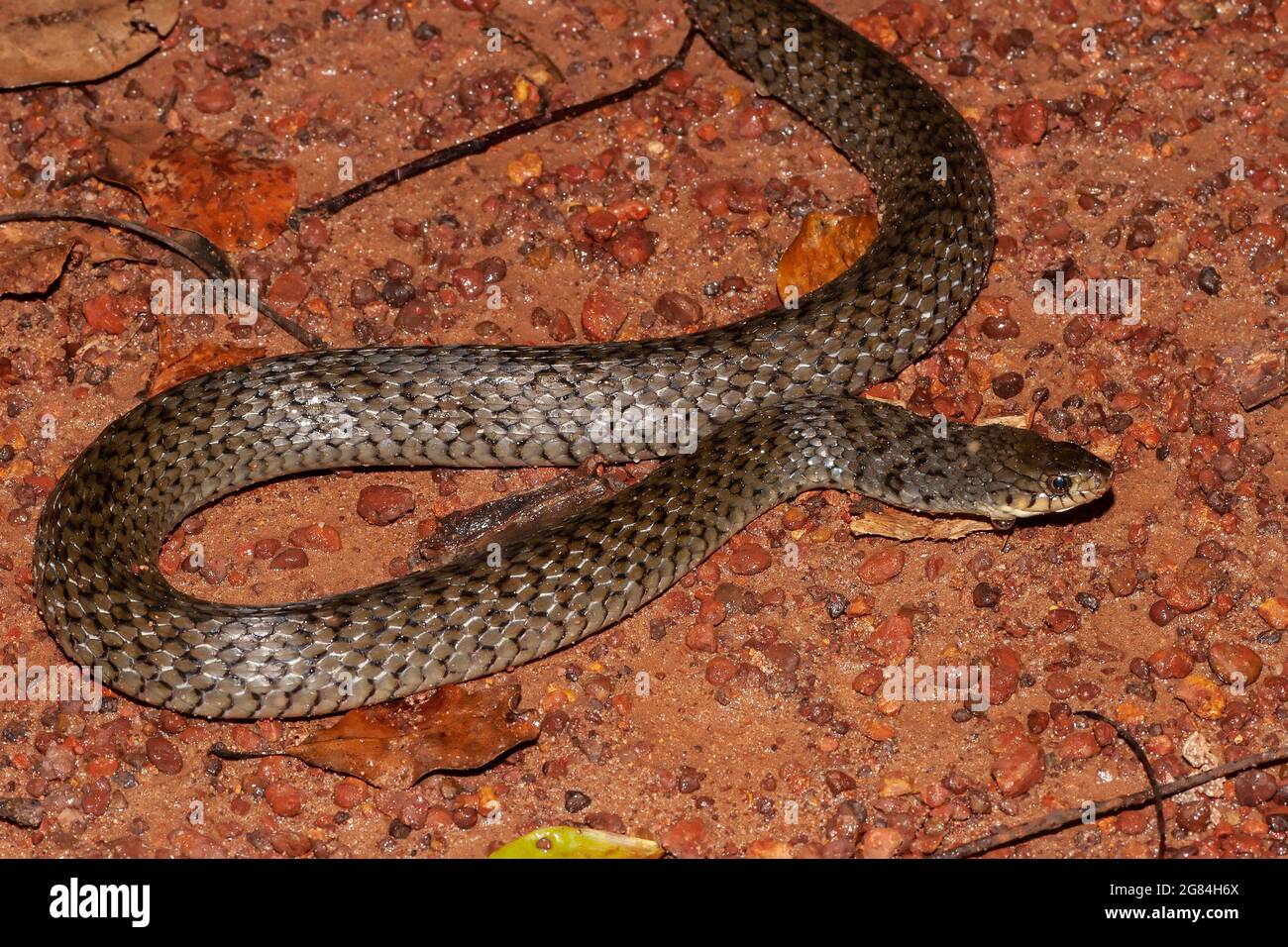 Australian keelback snake hi-res stock photography and images - Alamy