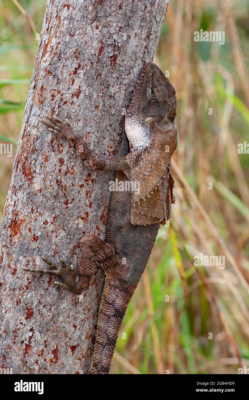 Australian Frilled Lizard resting on tree trunk Stock Photo - Alamy