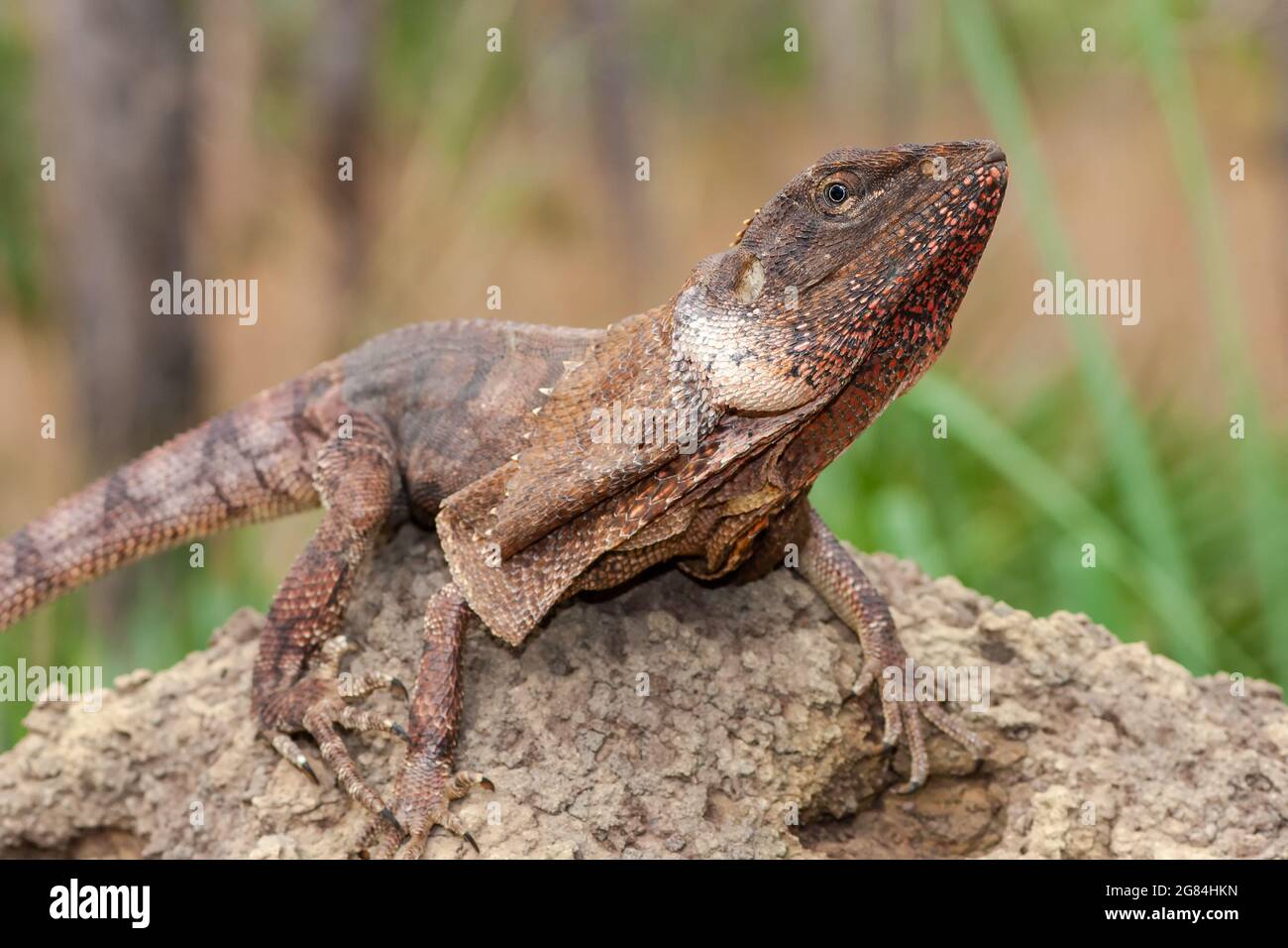 Frilled lizard termite mound hi-res stock photography and images - Alamy