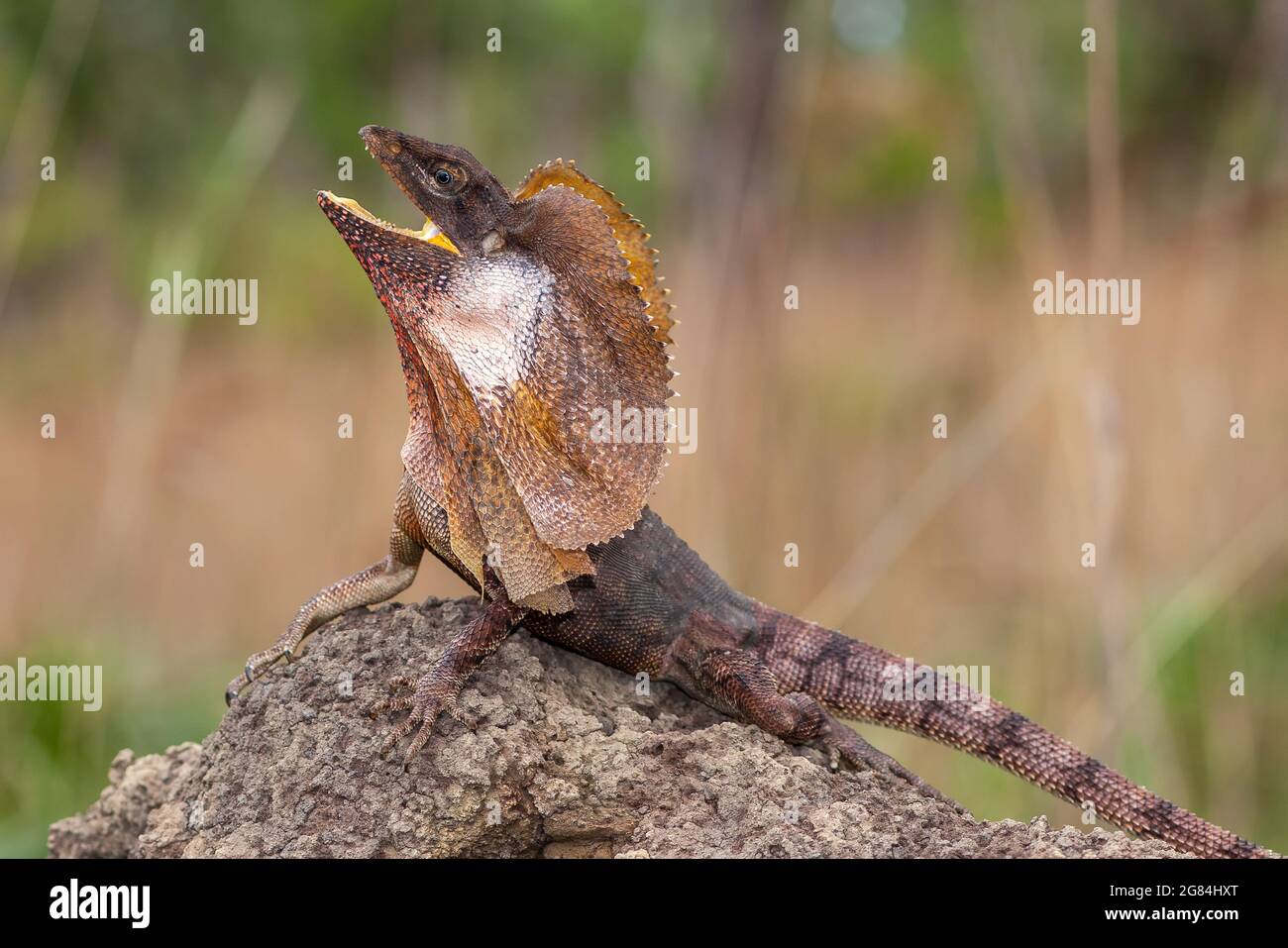 Australian Frilled Lizard with mouth open Stock Photo - Alamy