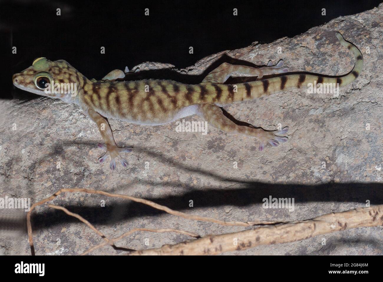 Giant cave gecko hi-res stock photography and images - Alamy
