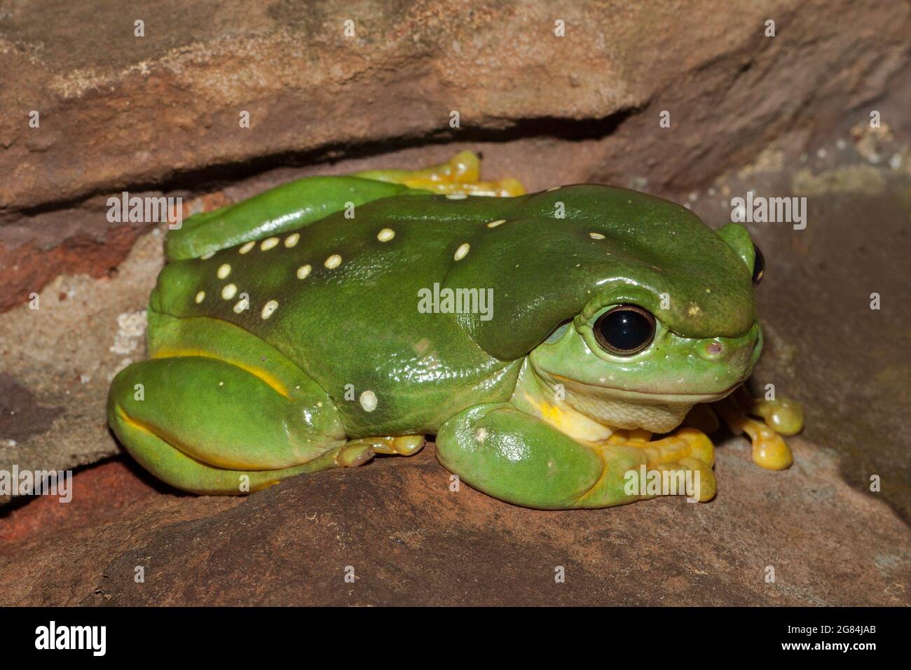 A spectacular Australian Magnificent Tree Frog Stock Photo - Alamy