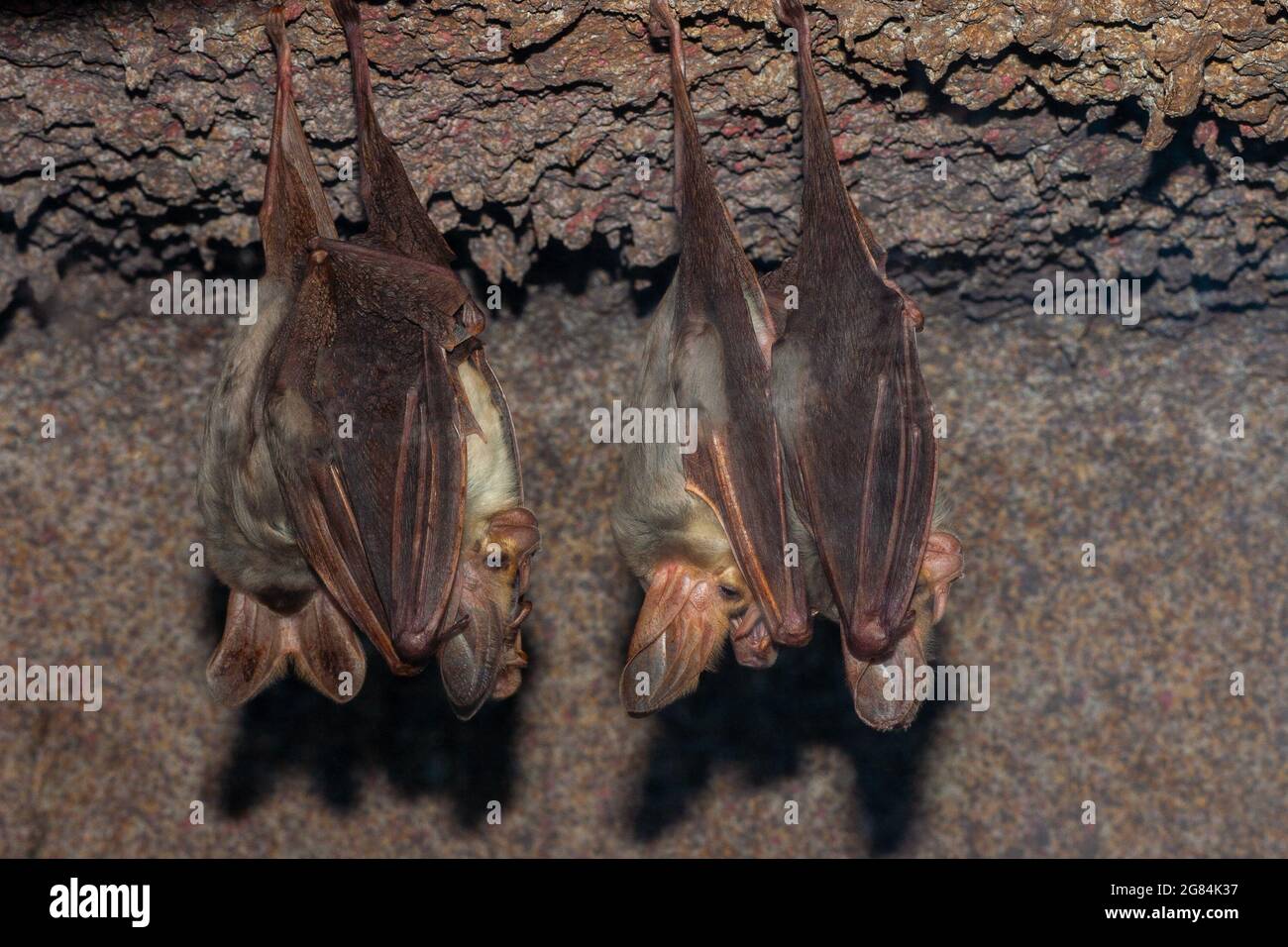 Flying ghost bat australia hi-res stock photography and images - Alamy