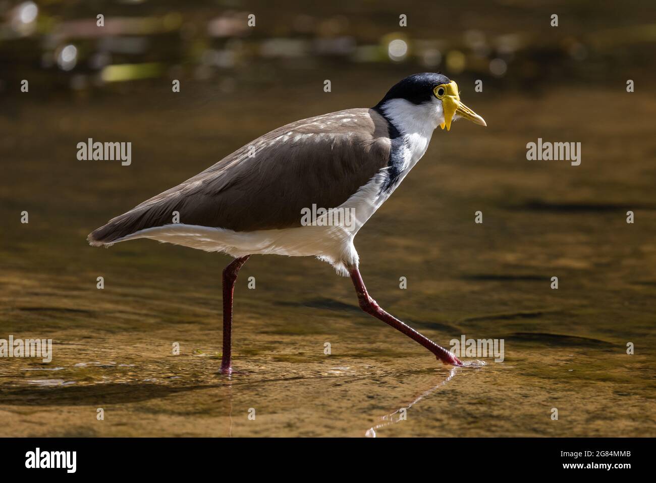 Australian masked lapwing vanellus hi-res stock photography and images ...